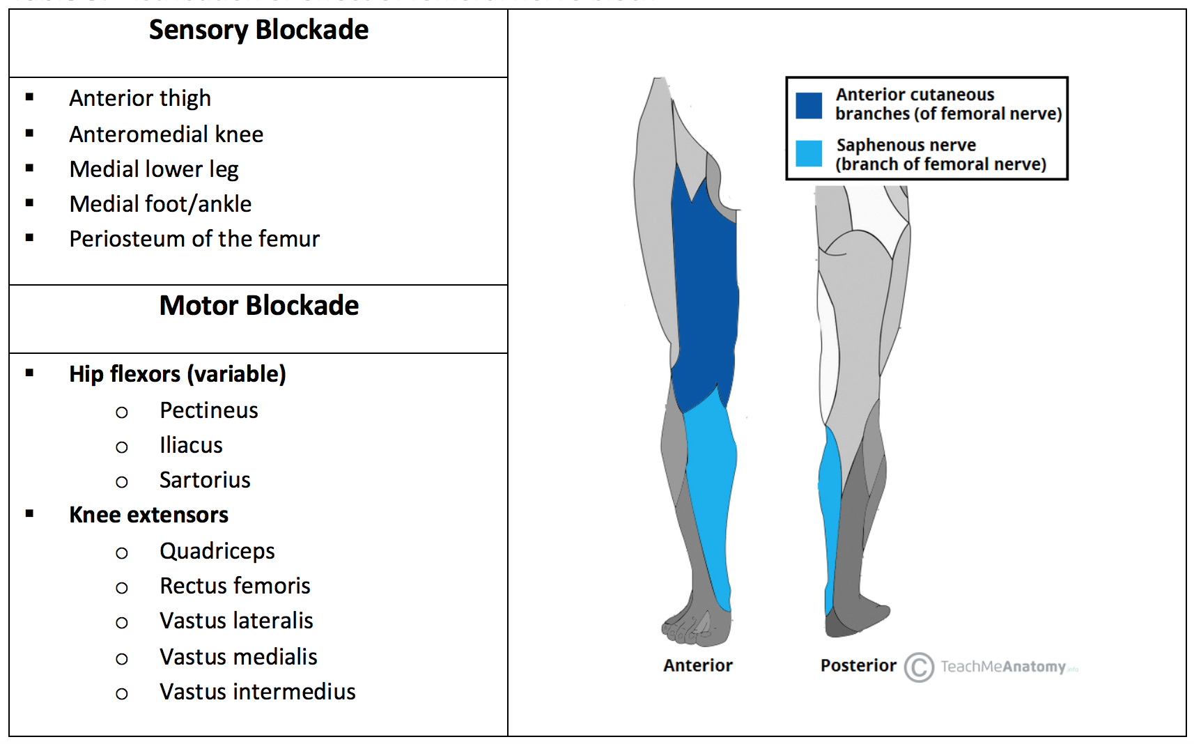 Anatomy Review | kidSONO