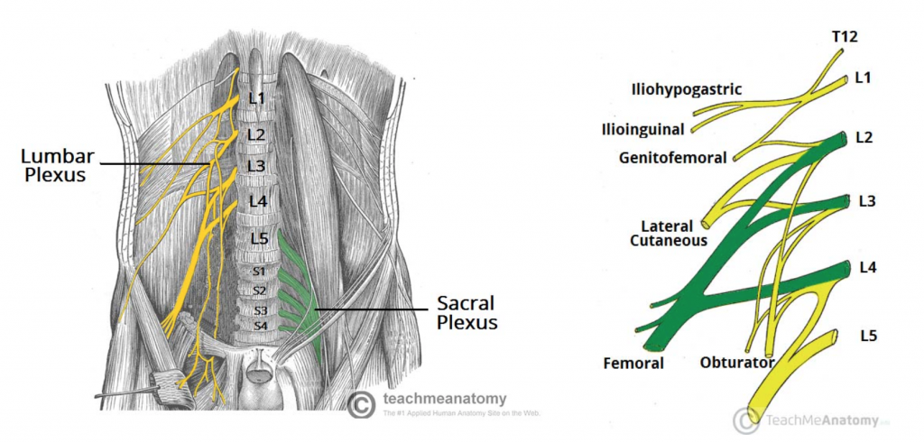 Anatomy Review | kidSONO